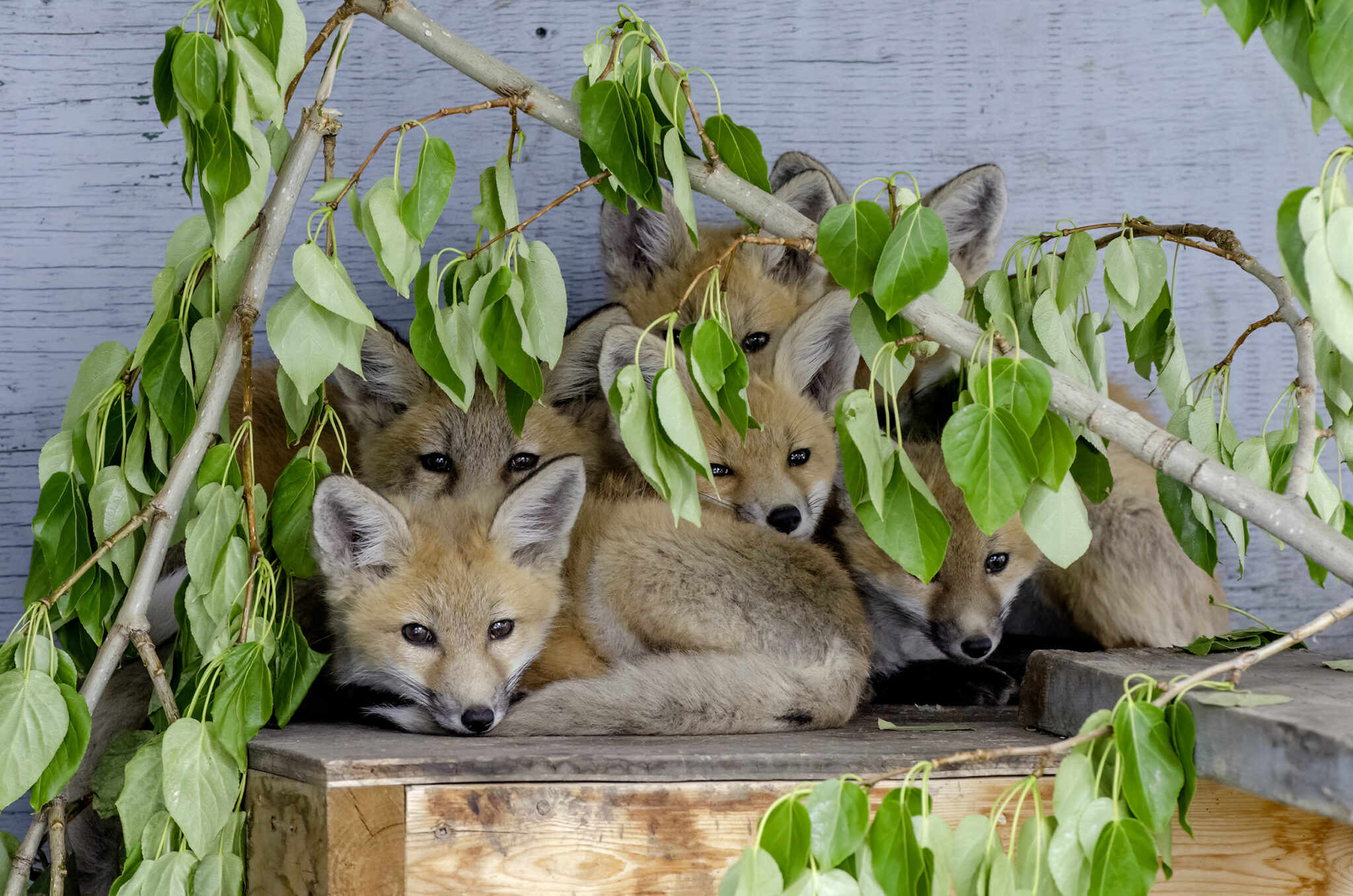 The Social Hierarchy of the Red Fox - Alberta Institute For Wildlife ...