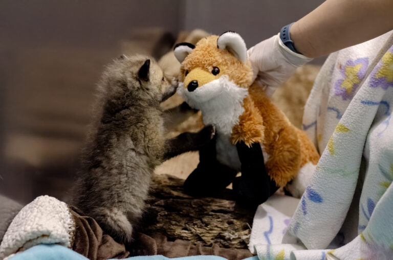 The Social Hierarchy of the Red Fox - Alberta Institute For Wildlife ...