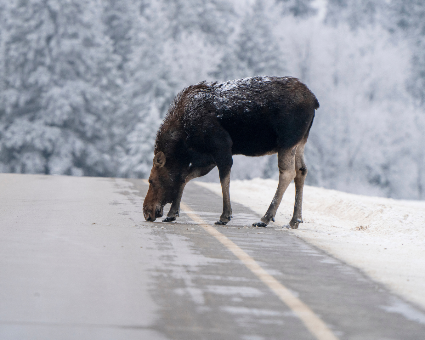 Close encounters of the moose kind - Alberta Institute For Wildlife ...
