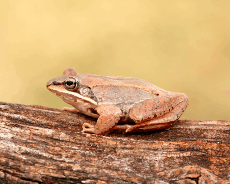 Alberta's Resilient Amphibian: The Wood Frog - Alberta Institute For ...