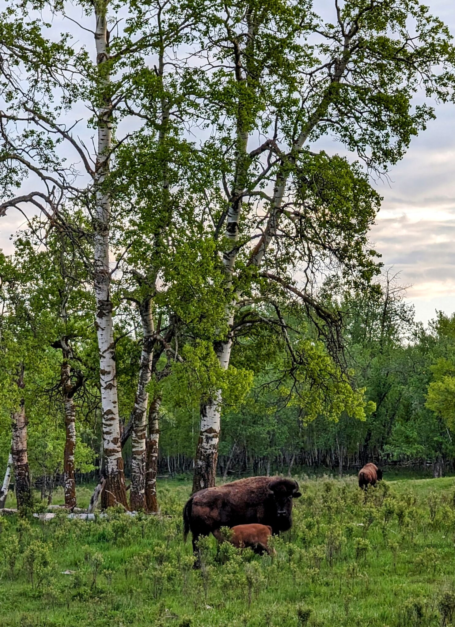 Elk Rutting Rituals - Alberta Institute For Wildlife Conservation