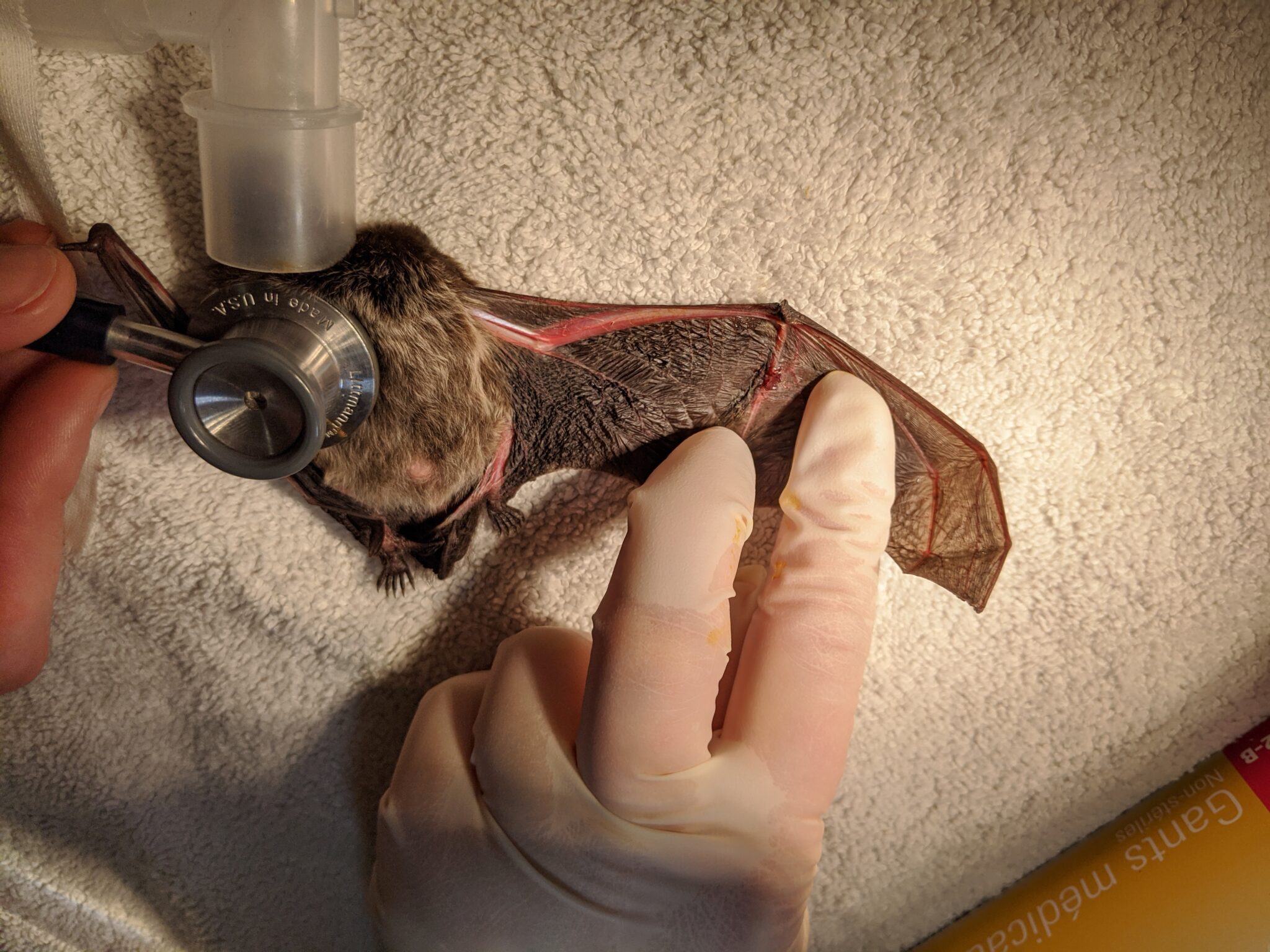 Bat Wings, Flight, and Healing - Alberta Institute For Wildlife ...