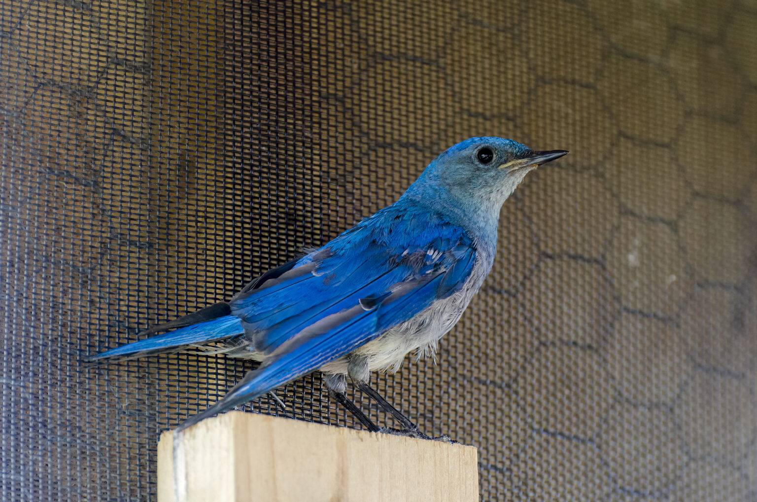 All About Mountain Bluebirds - Alberta Institute For Wildlife Conservation