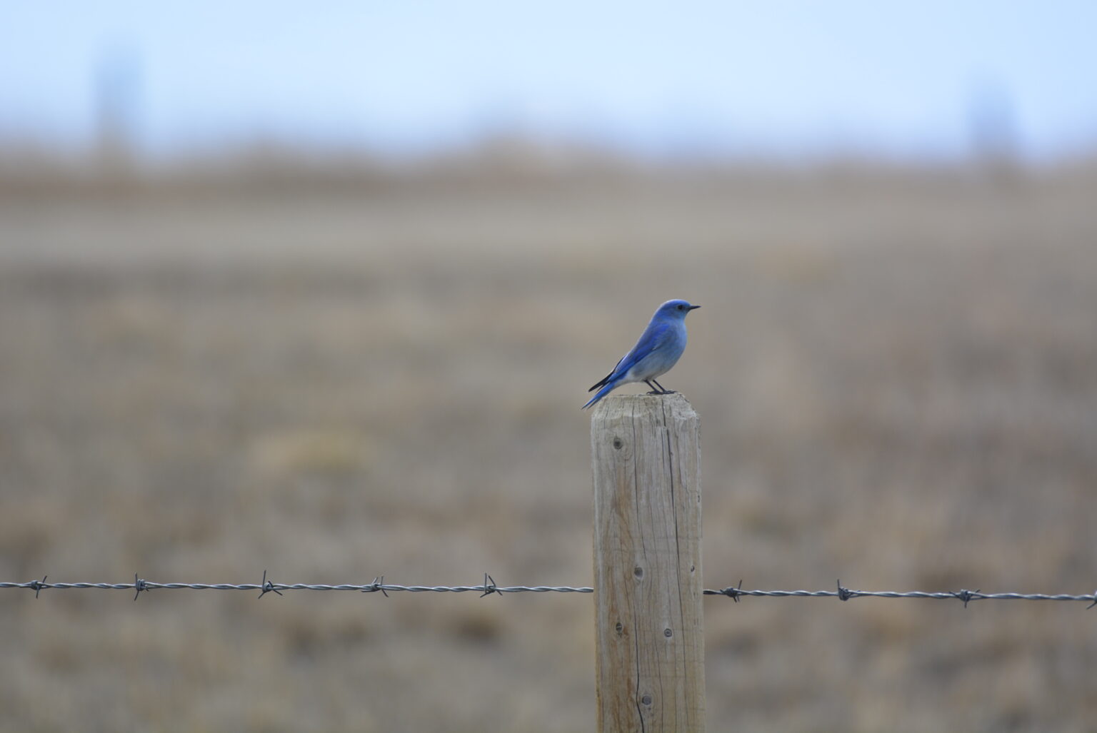 All About Mountain Bluebirds - Alberta Institute For Wildlife Conservation