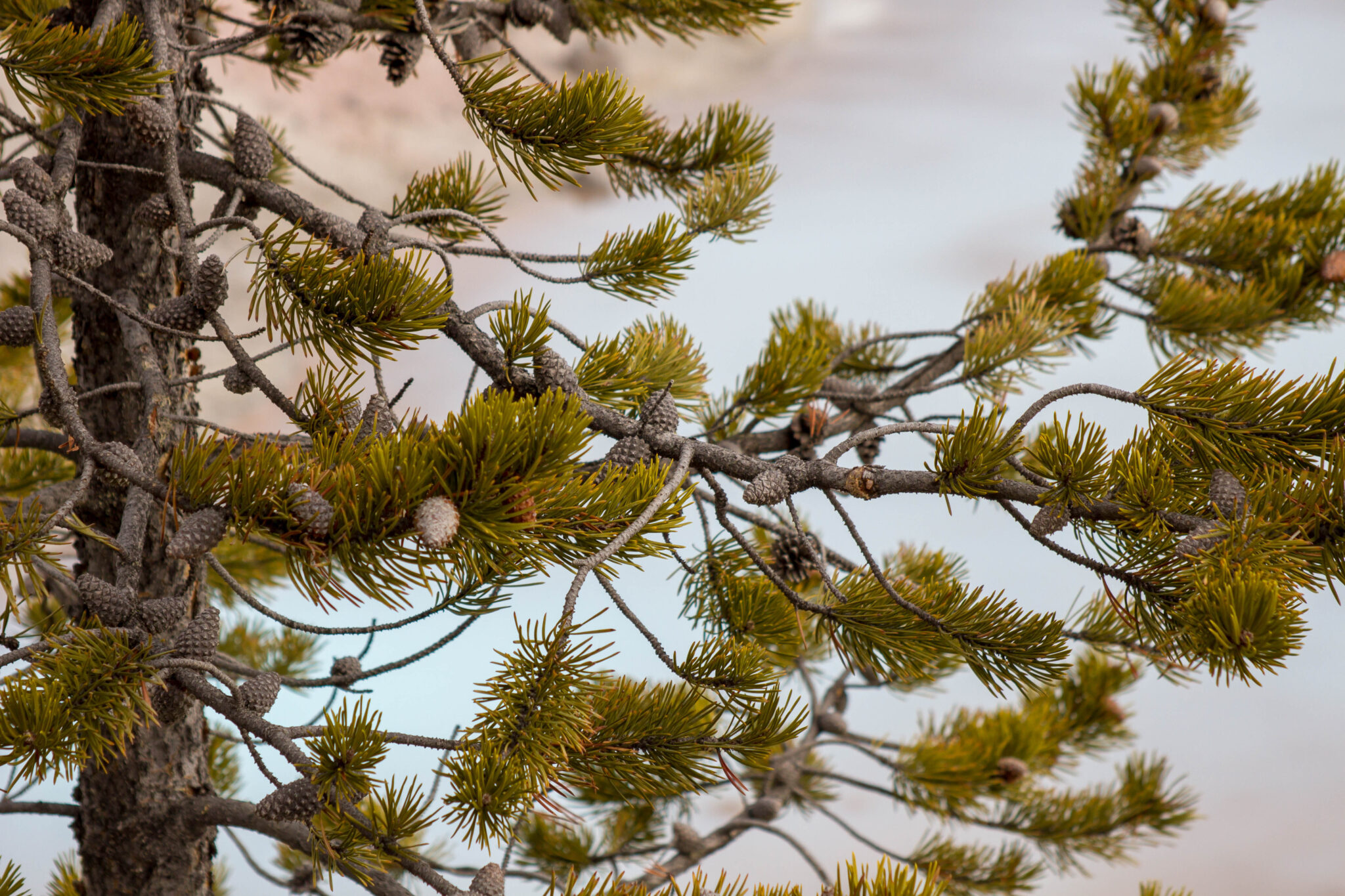 Coevolutionary Arms Race: Crossbills & Conifers - Alberta Institute For ...