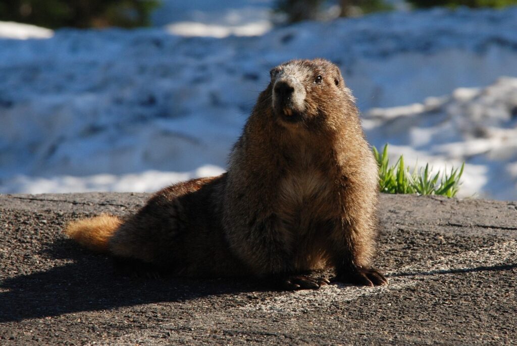 Hoary Marmots: The Accidental Hitchhikers - Alberta Institute For ...
