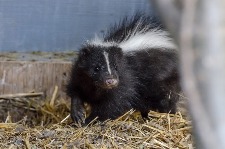The Striped Skunk: Alberta’s Helpful Nocturnal Neighbour - Alberta ...