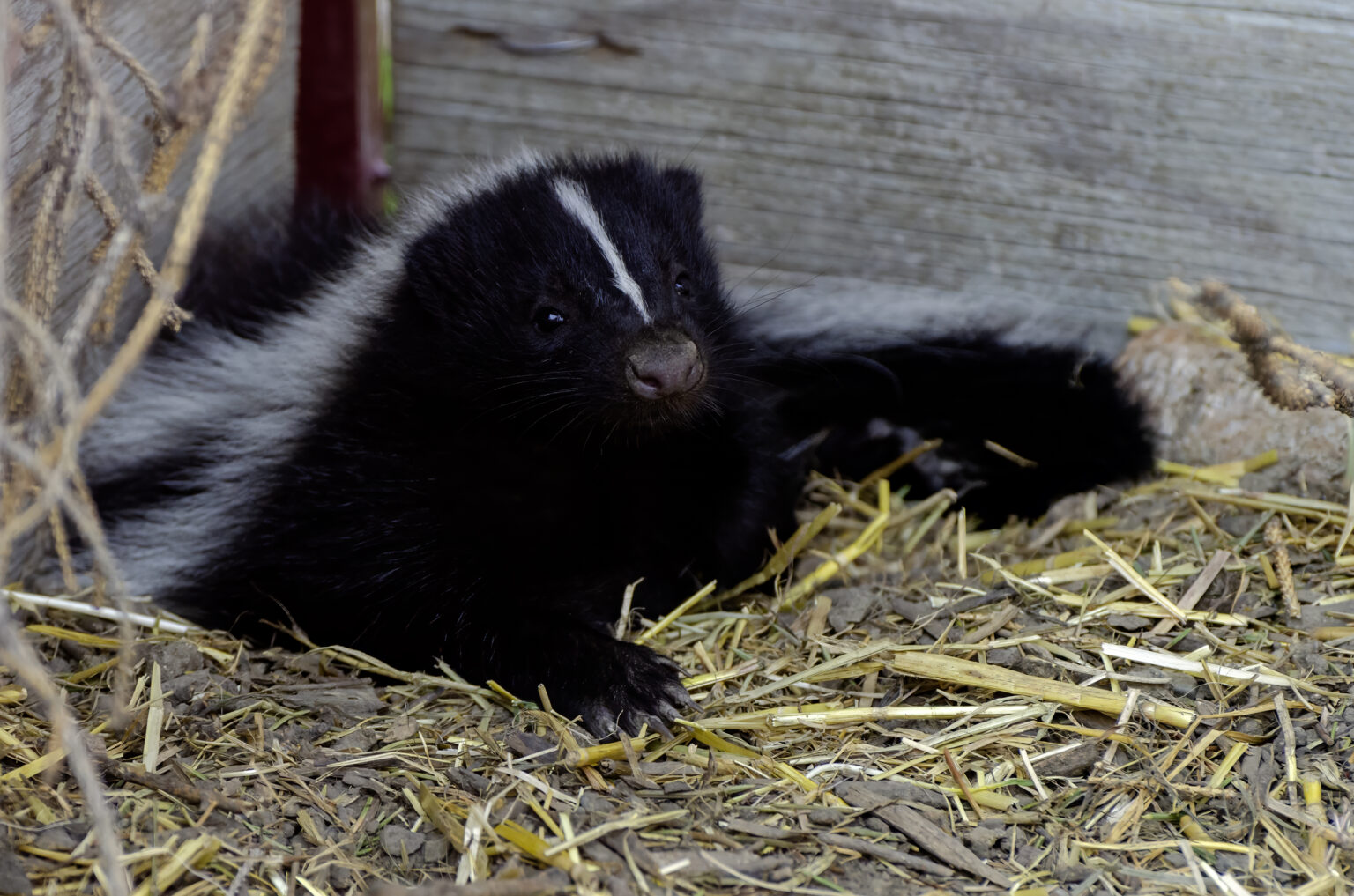The Striped Skunk: Alberta’s Helpful Nocturnal Neighbour - Alberta ...