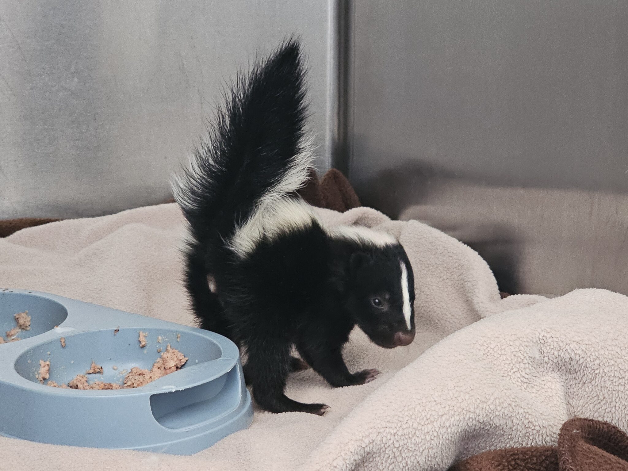 The Striped Skunk: Alberta’s Helpful Nocturnal Neighbour - Alberta ...